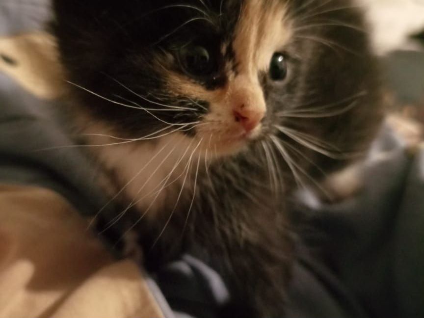 Котенок 1 мес