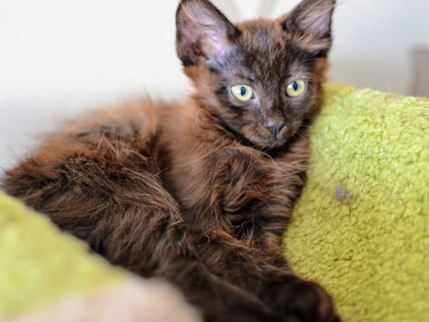 Шоколадный пушистый котенок в дар