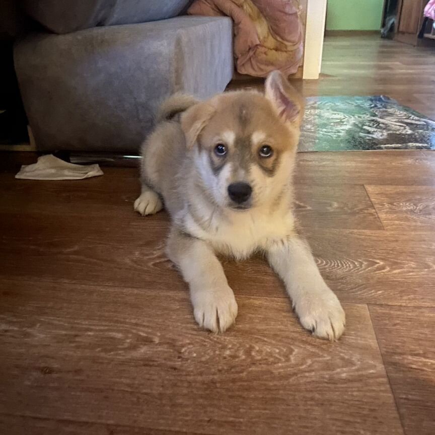 Отдам собаку в добрые руки