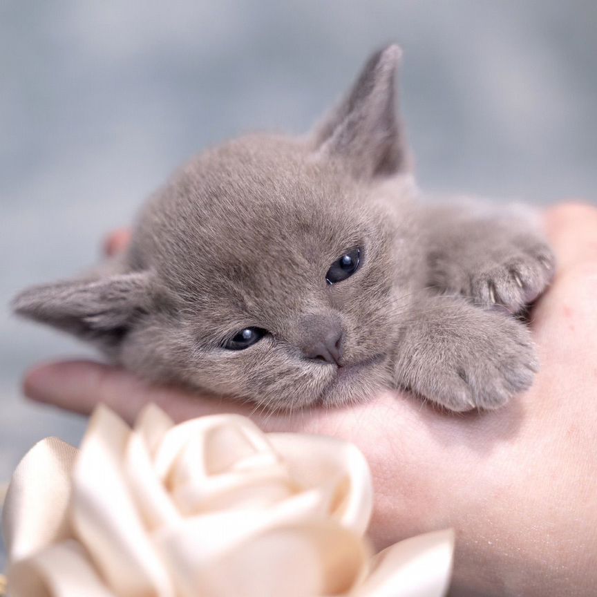 Европейский бурманский котёнок