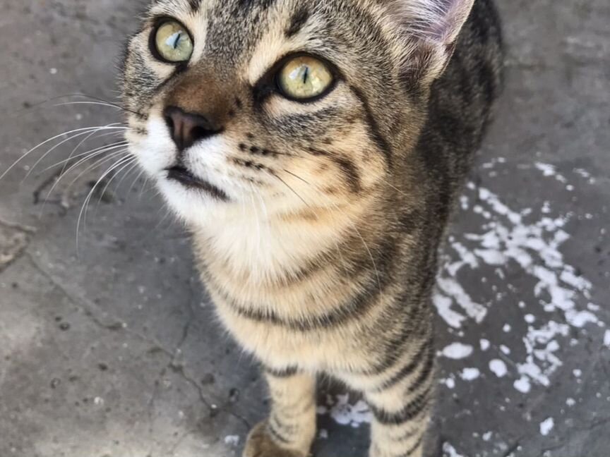 Котенок бесплатно