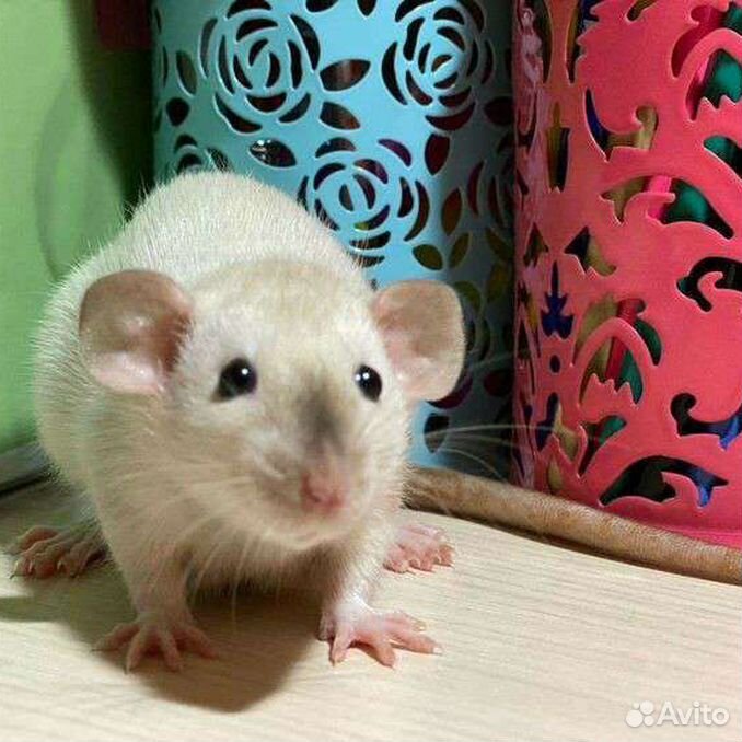 Крыса дамбо мальчики