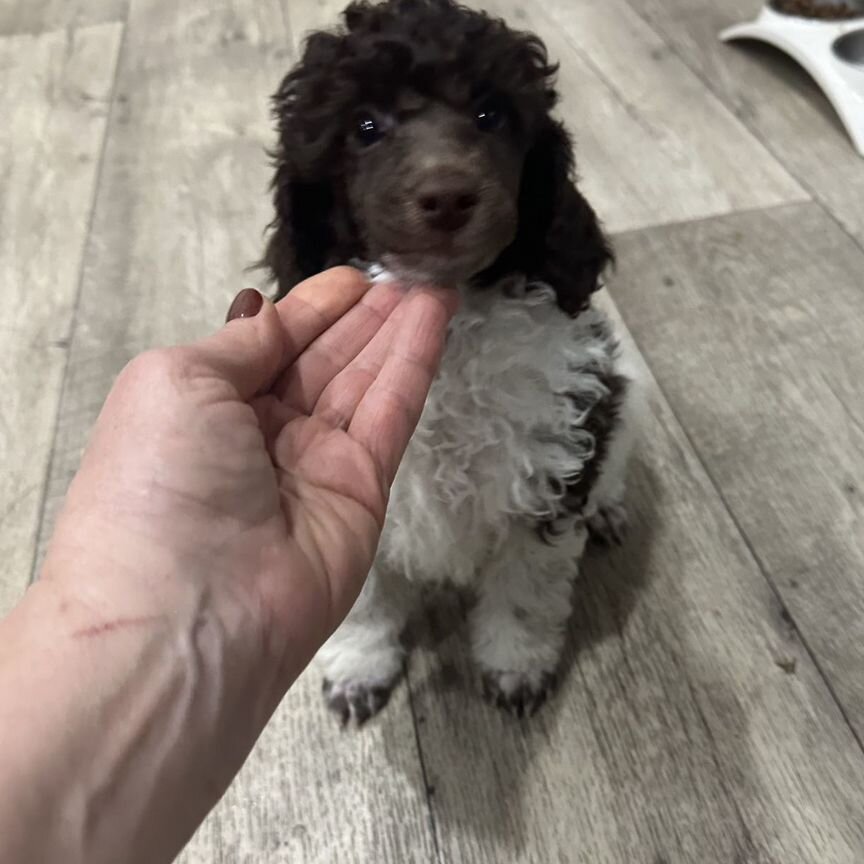 Пудель, щенок