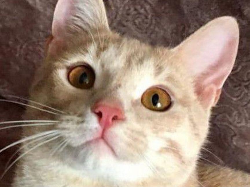 Жизненный кот Чипс, 1 год
