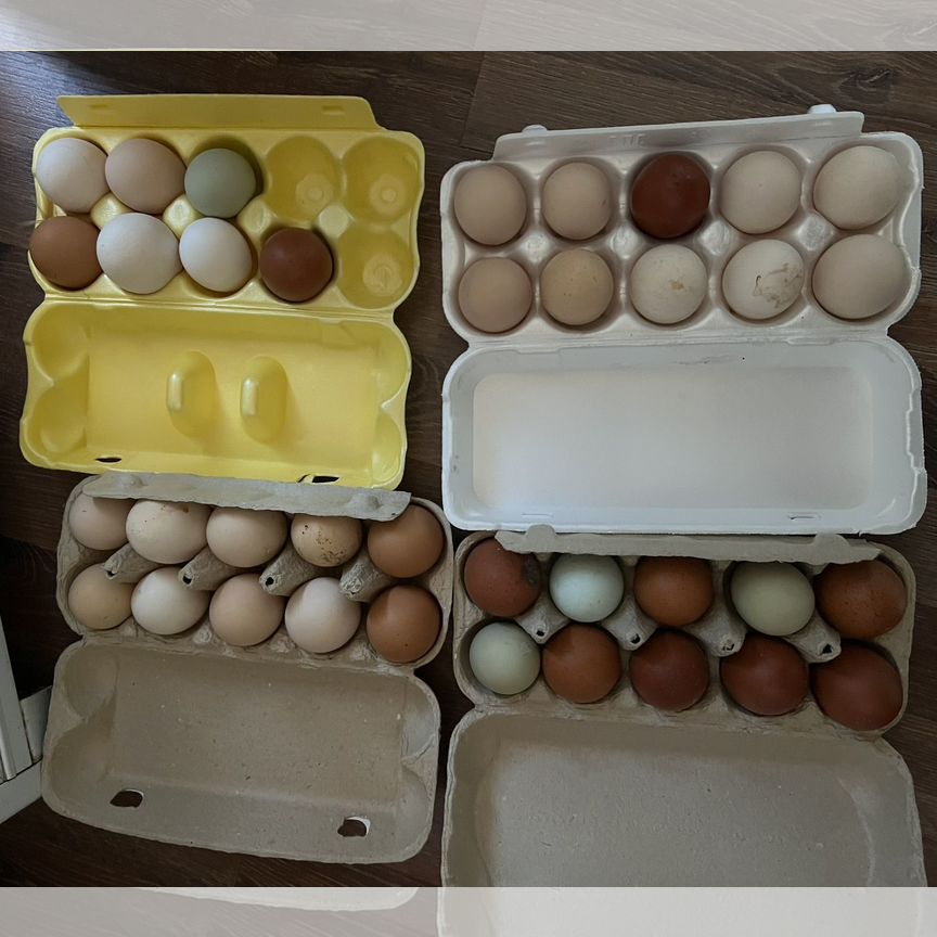 Инкубационное яйцо