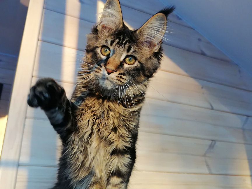 Шикарный котенок мейн кун n22