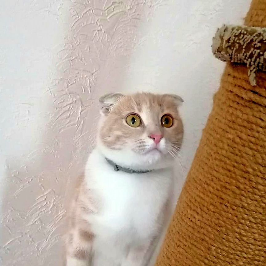 Сонька - золотая шубка