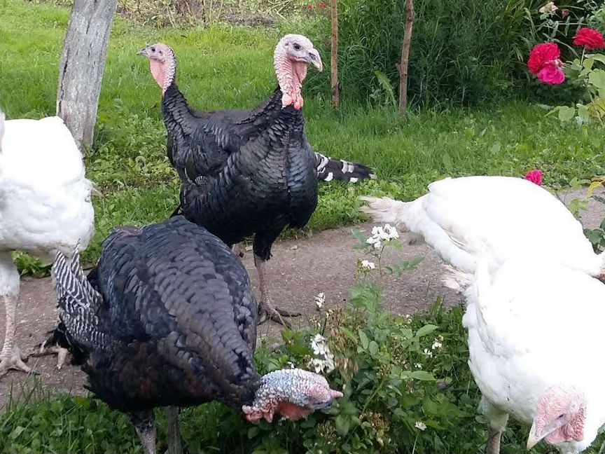 Индюки и индюшки на племя и мясо Бронза 708 и бшг