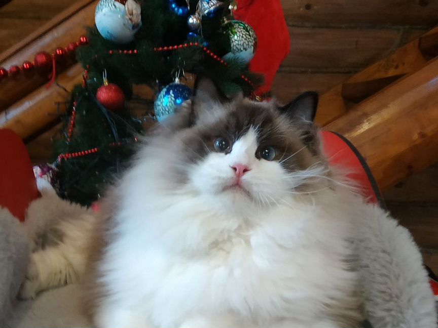 Кот Кокос. Рэгдолл