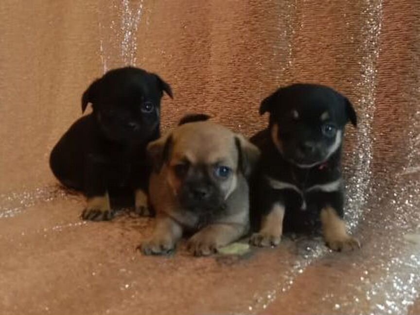 Малыши чихи