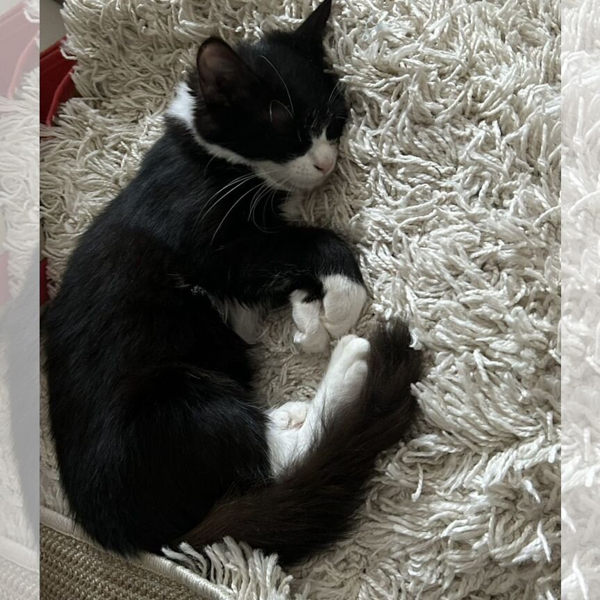 Котёнок в добрые руки
