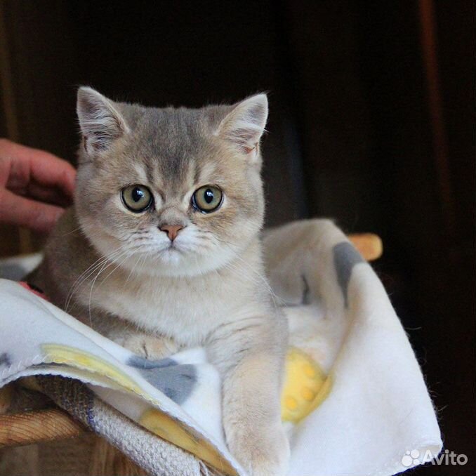 Матвей - голубой золотой котенок