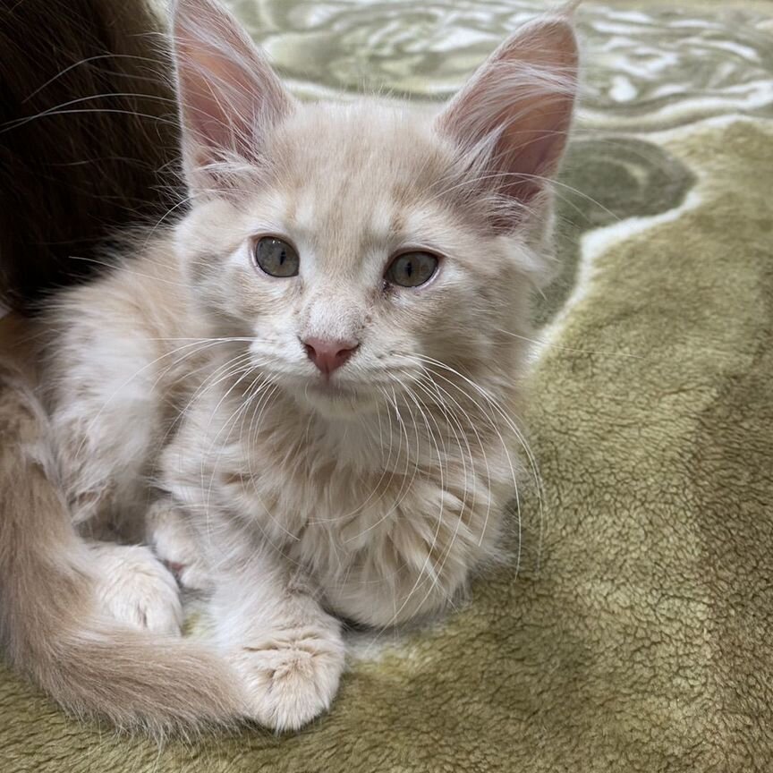 Кошечка мейкун