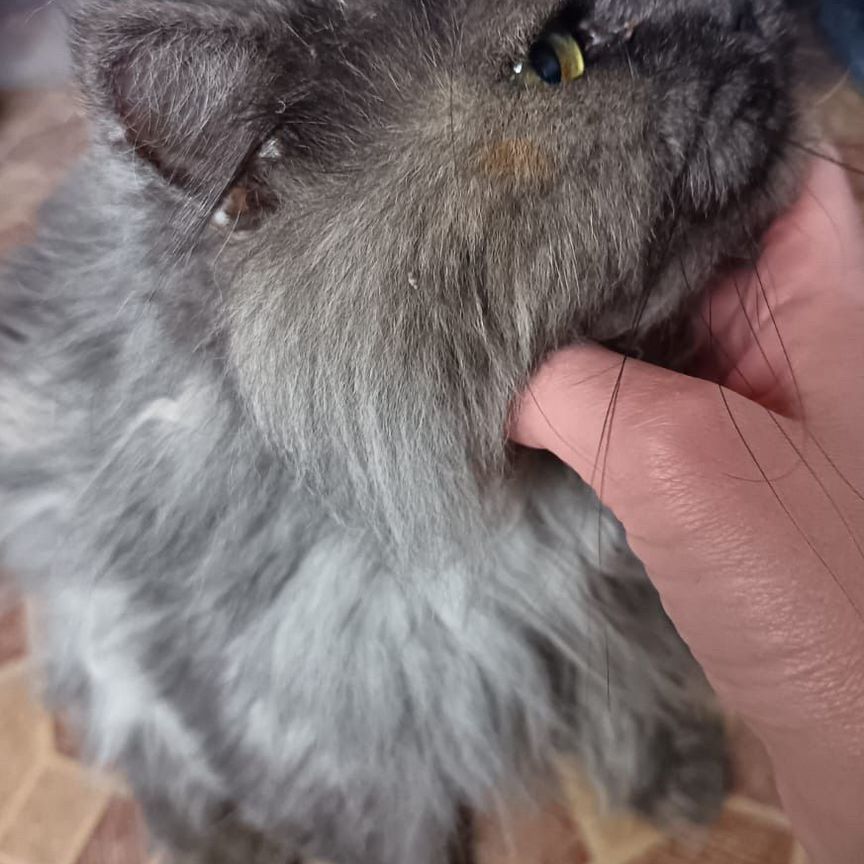 Кот