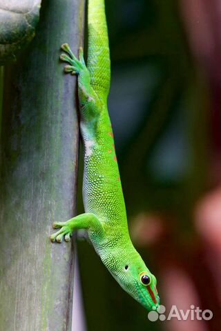 Зелёный геккон