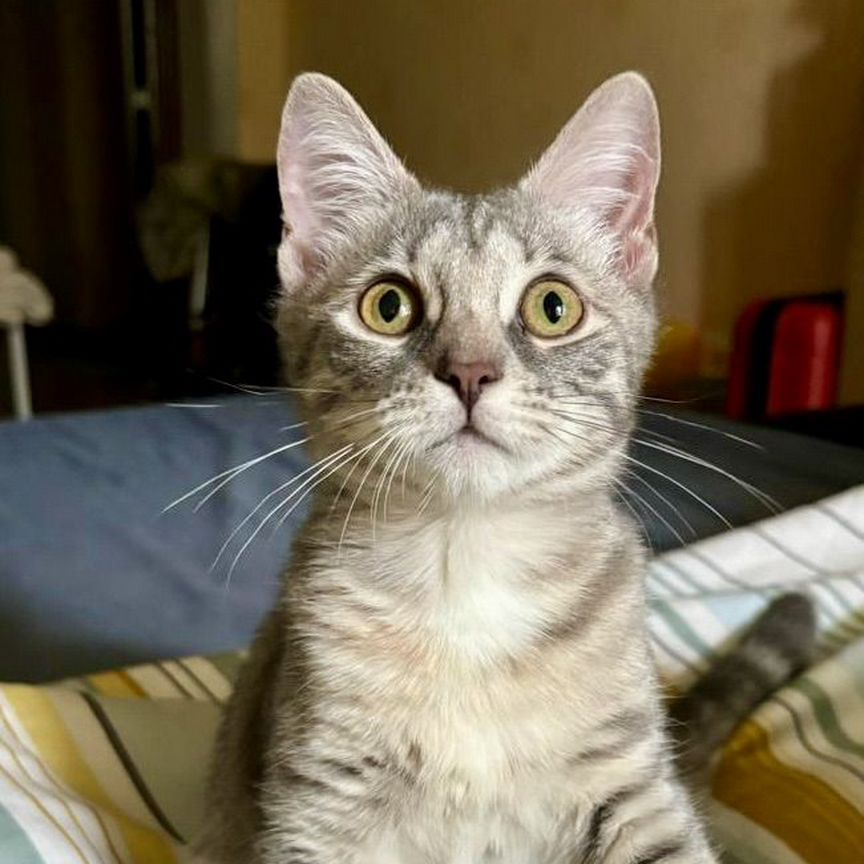Котенок Тося