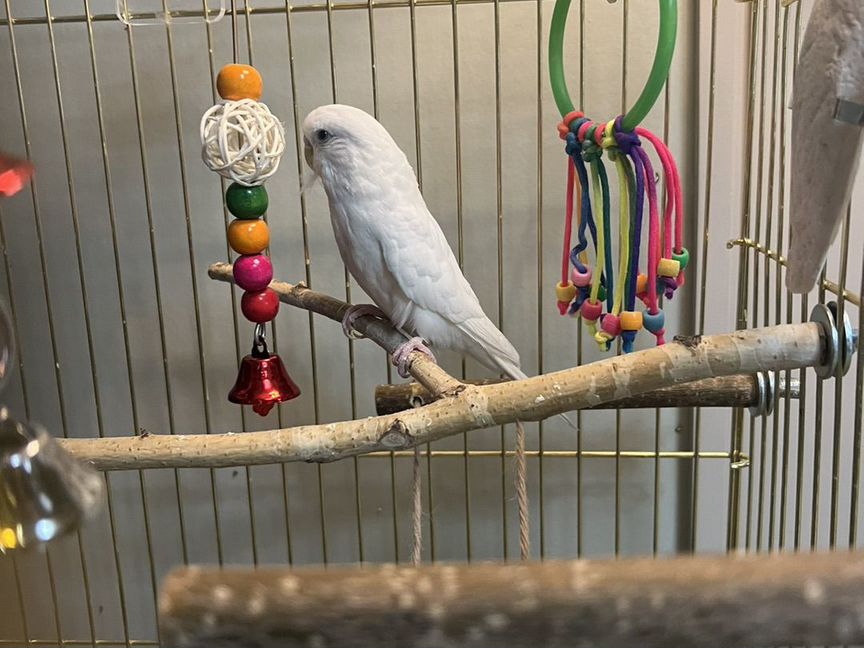 Волнистый попугай самец