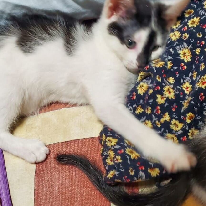 Котята в добрые руки приучены к лотку