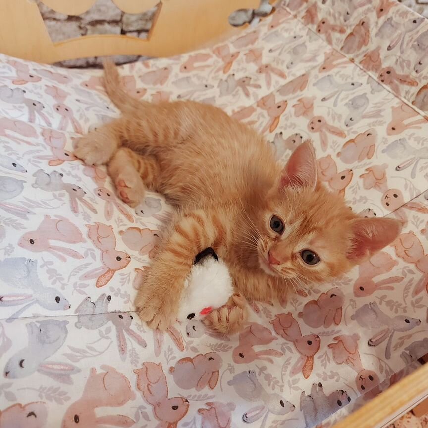 Котенок - участник фотоконкурса Мое онлайн