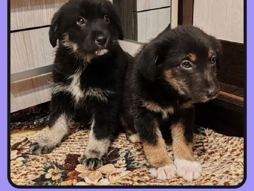 Щенки ищут заботливых родителей