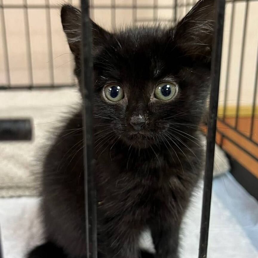 Пантерка в добрые руки