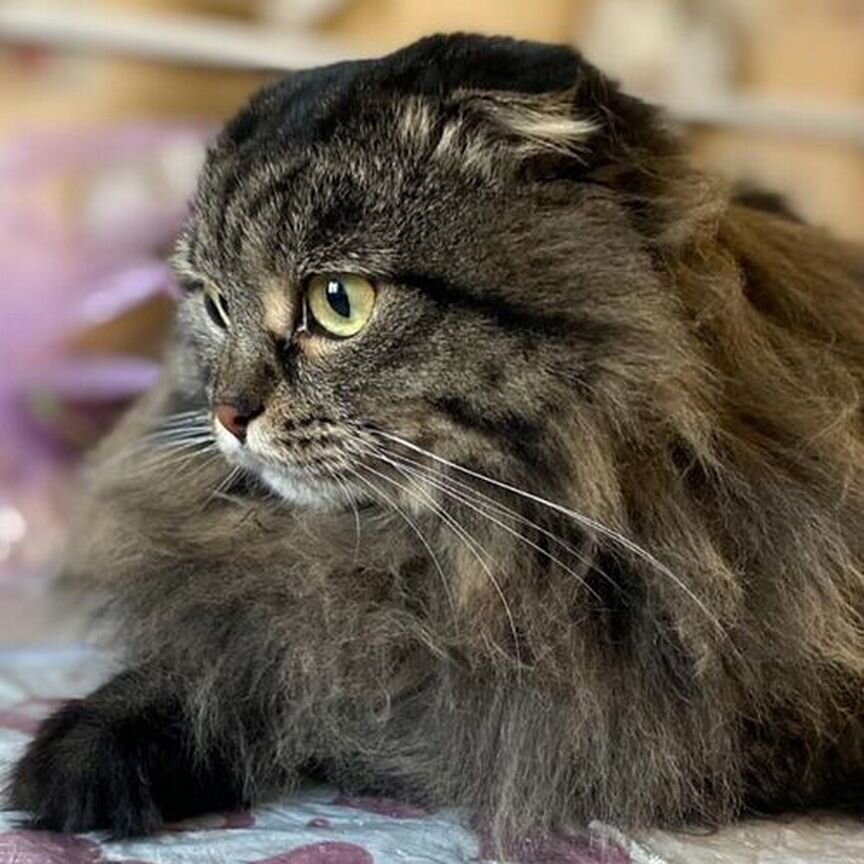 Кошечка Яся желает найти дом и семью)