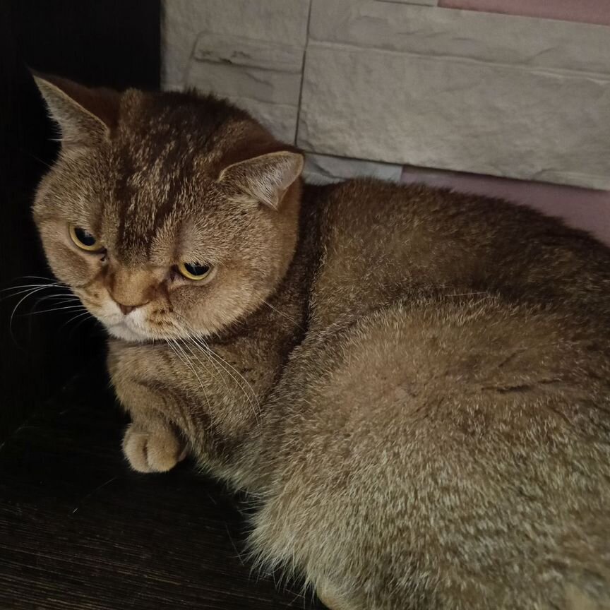 Кошечка фиона