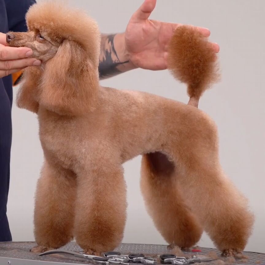 Модель пудель