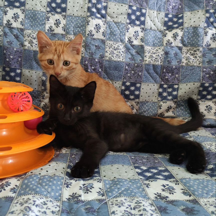 Котята в добрые руки