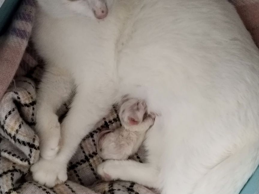 Кормящая кошка