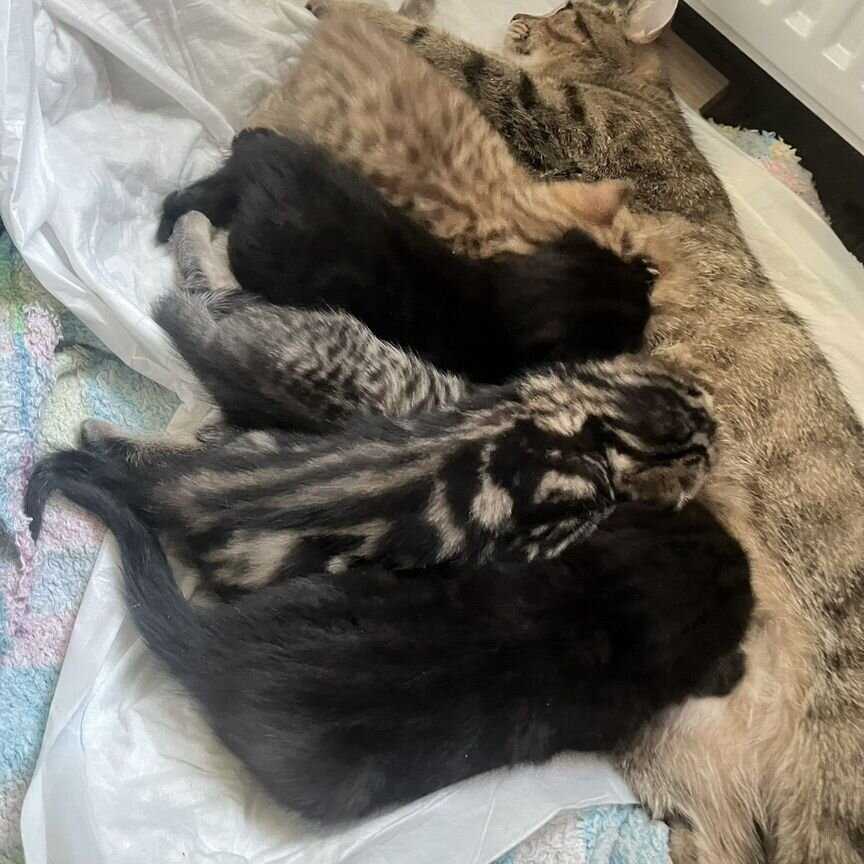 Котята шотландские вислоухие и прямоушки