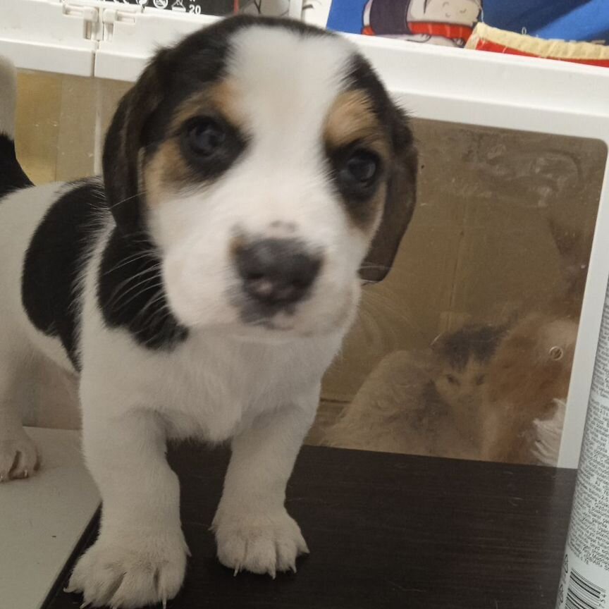 Бигль, щенок