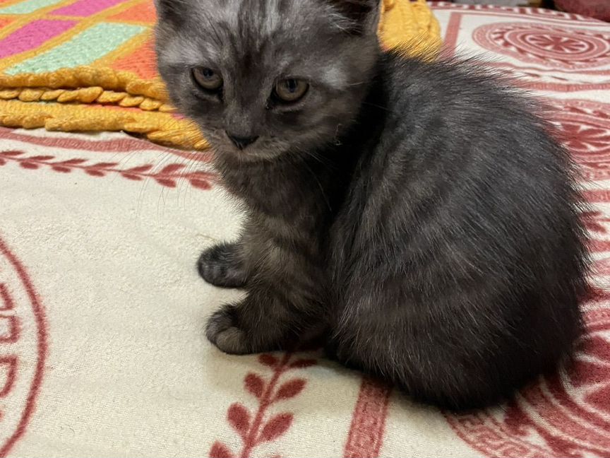 Кошка