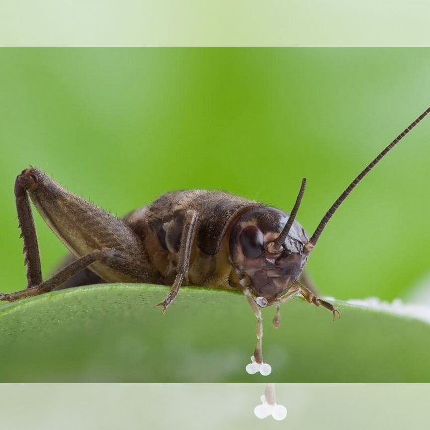 Насекомые/корм для стрижей