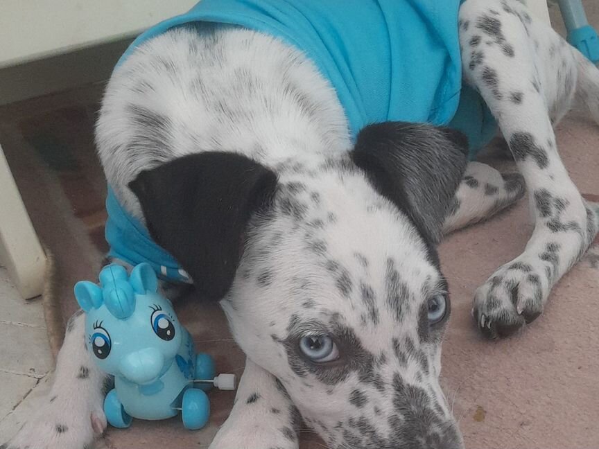 Щенок долматинец