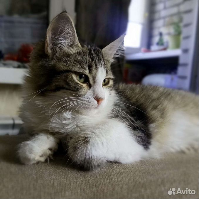 Норвежская лесная