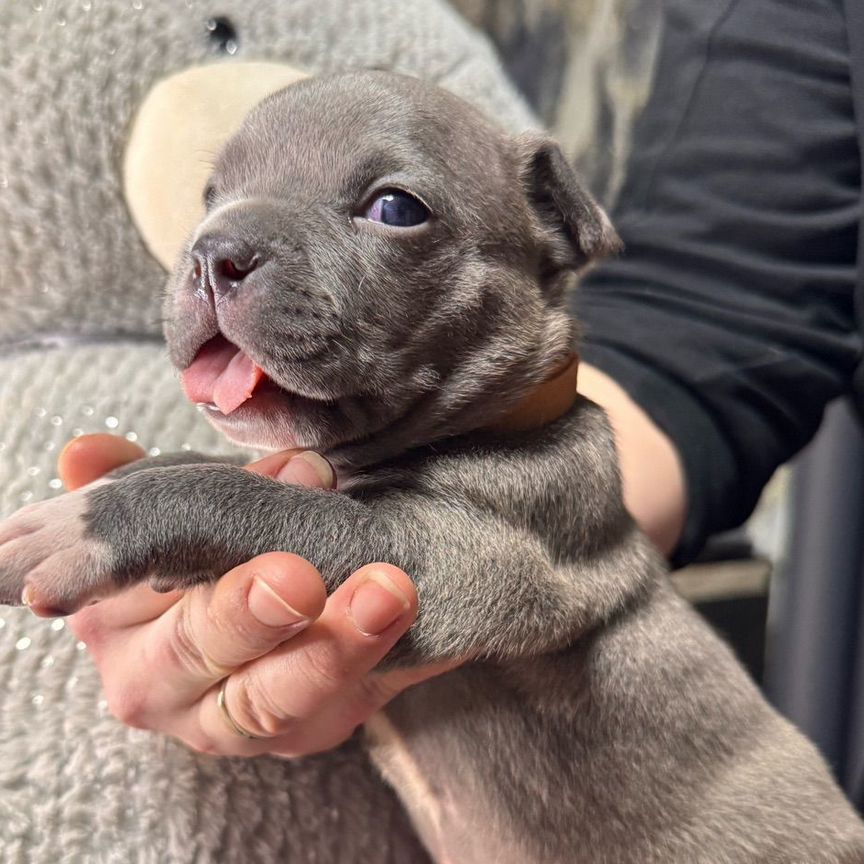 Американский булли, щенок