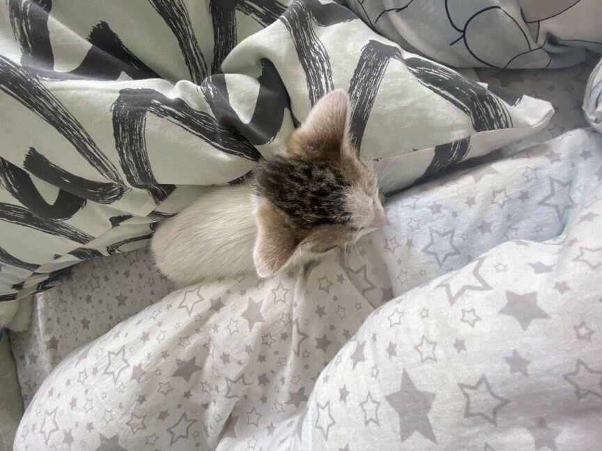 Котенок, 1 месяц