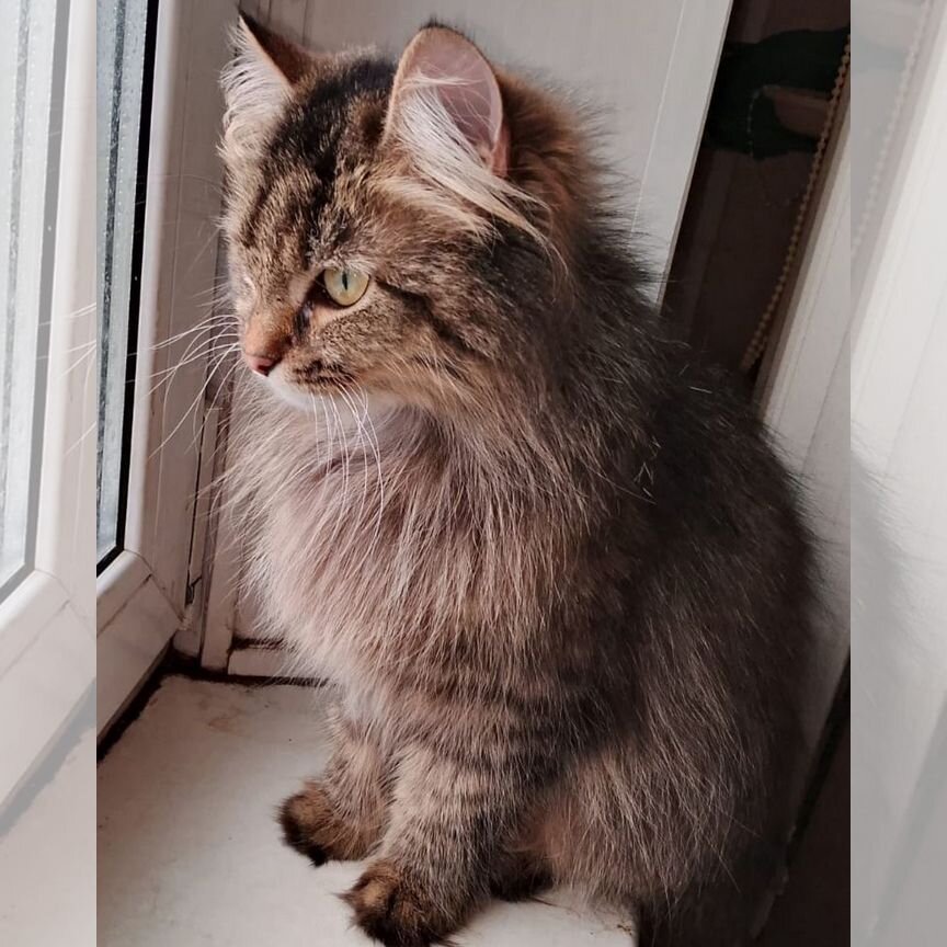 Кошечка Анюта