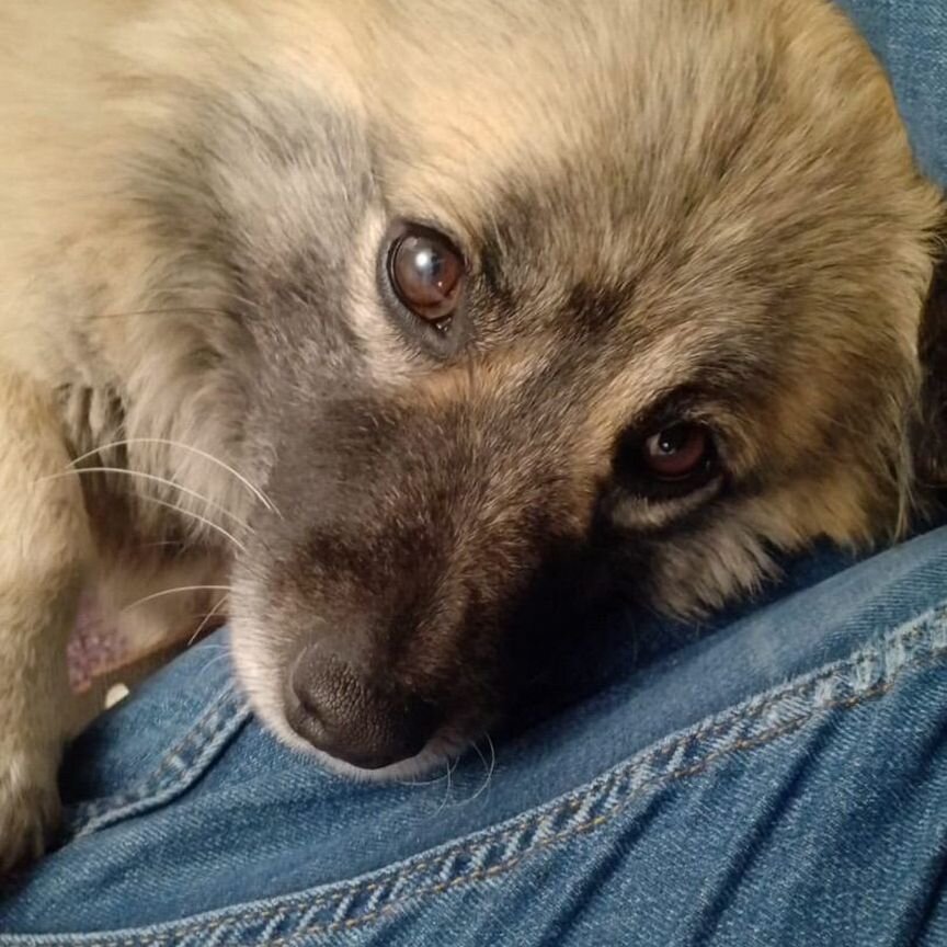 Пушистика обижали живодеры