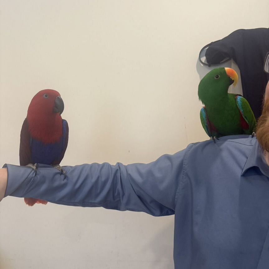 Эклектусы пара