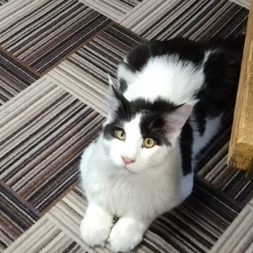 Кот мейн-кун