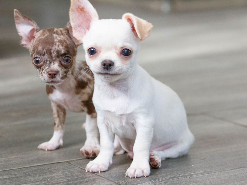 Белый мальчик чихуахуа. Озорной малыш