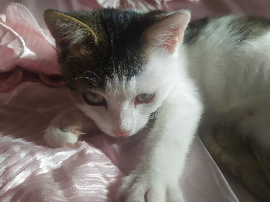 Борис ищет дом