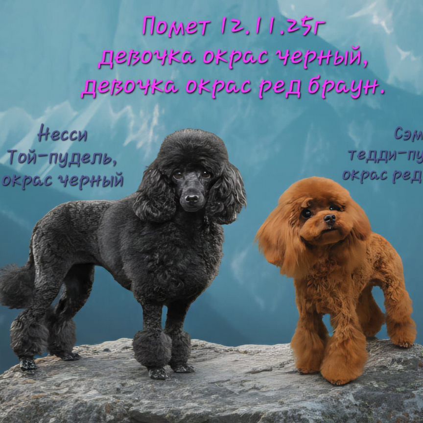 Пудель, щенок