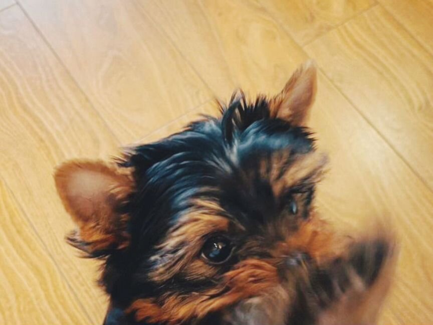 Йоркширский терьер мини