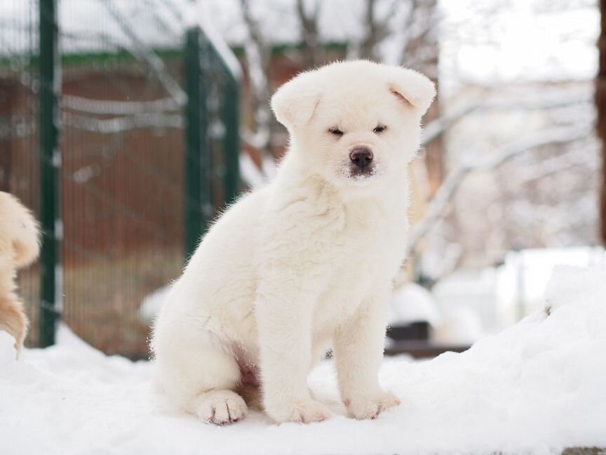 Щенки акита белого окраса