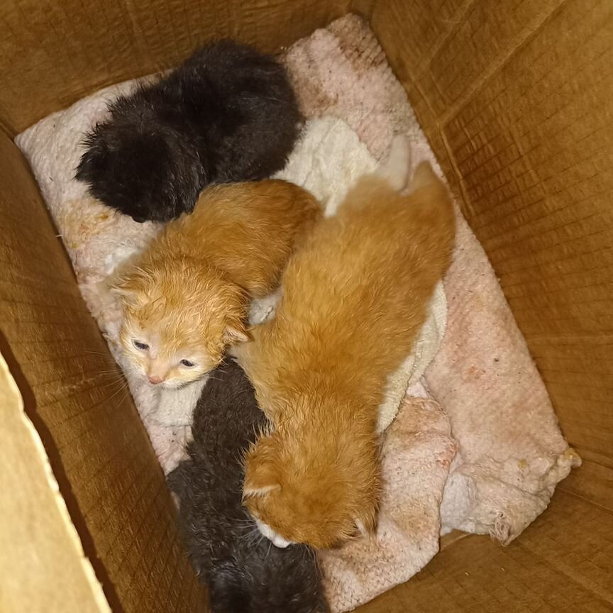 Котята в добрые руки