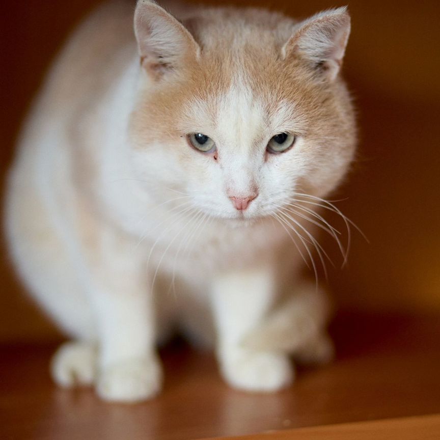 Взрослый кот в добрые руки