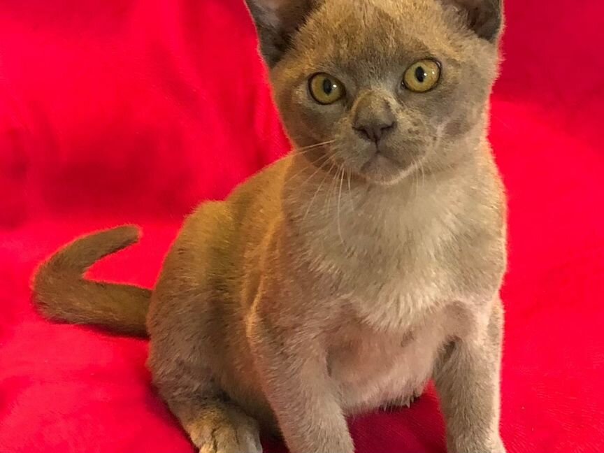 Бурманский котик